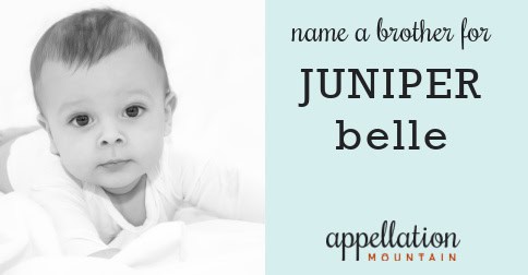 What Goes Best With Juniper: Theo, Bodie, or Riggs? - Appellation Mountain
